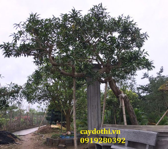 cây Trứng gà (lê ki ma), mua bán cây trứng gà cổ thụ giá rẻ